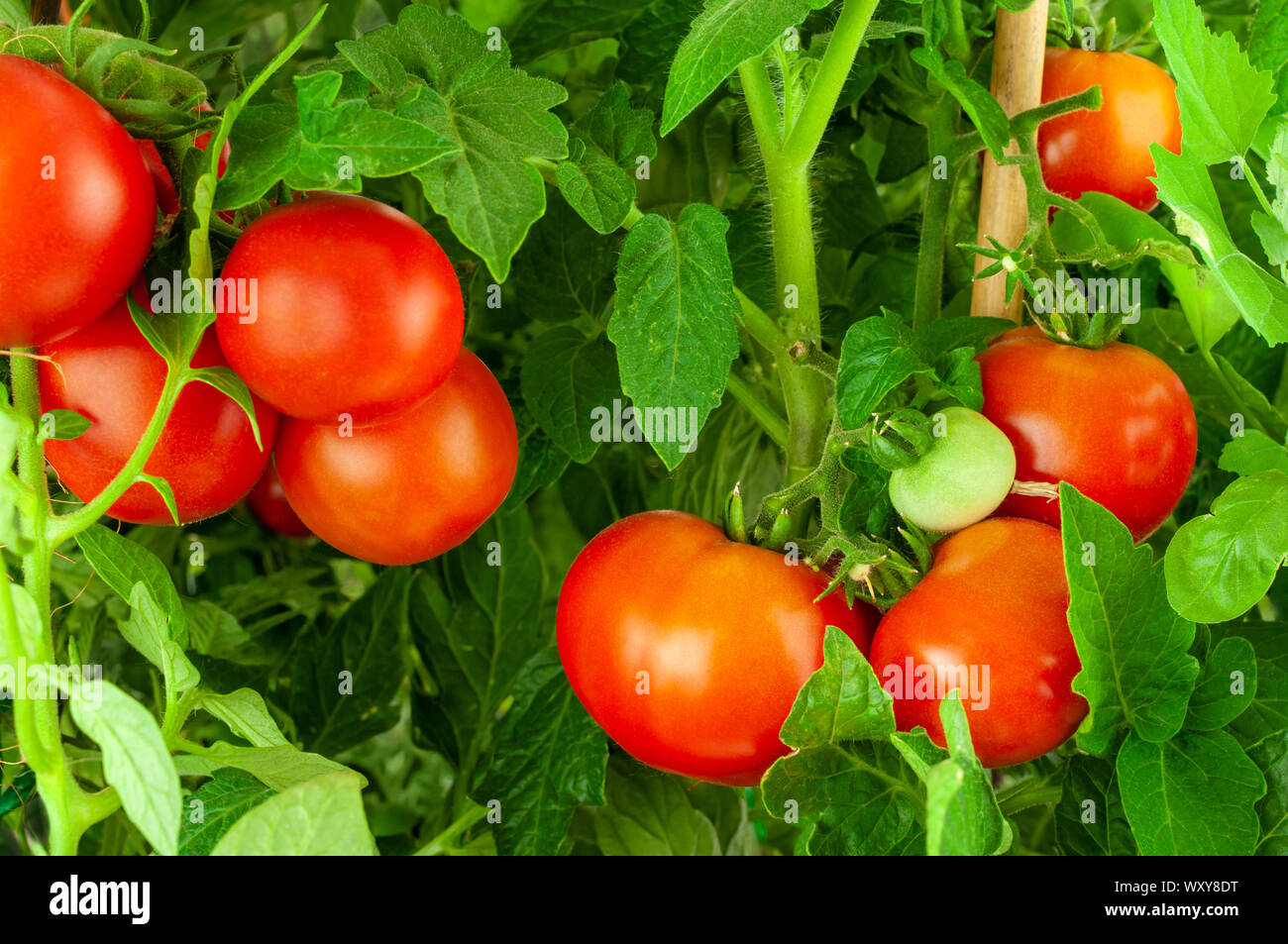 Growing tomatoes on a vine Stock Photo - Alamy