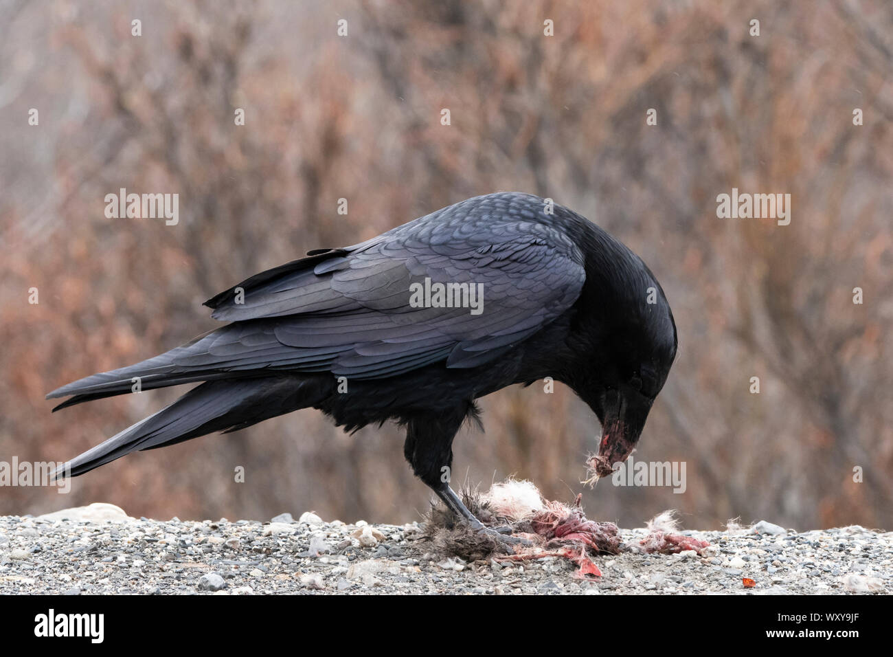 North America; United States; Alaska; Spring; Wildlife; Birds; Corvids ...