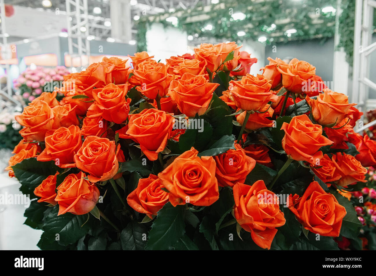 Orange rose varieties hi-res stock photography and images - Alamy