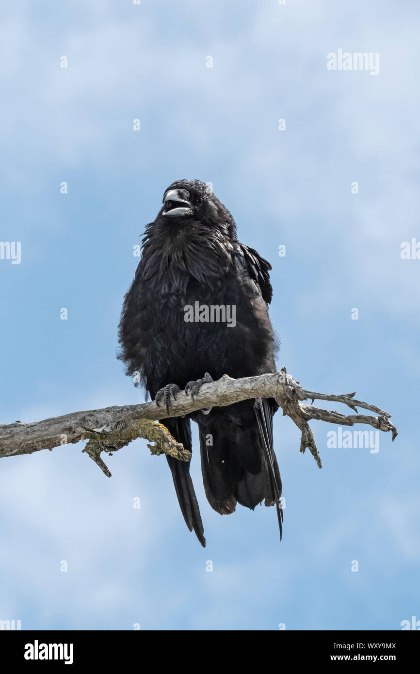 North America; United States; Alaska; Spring; Wildlife; Birds; Corvids ...