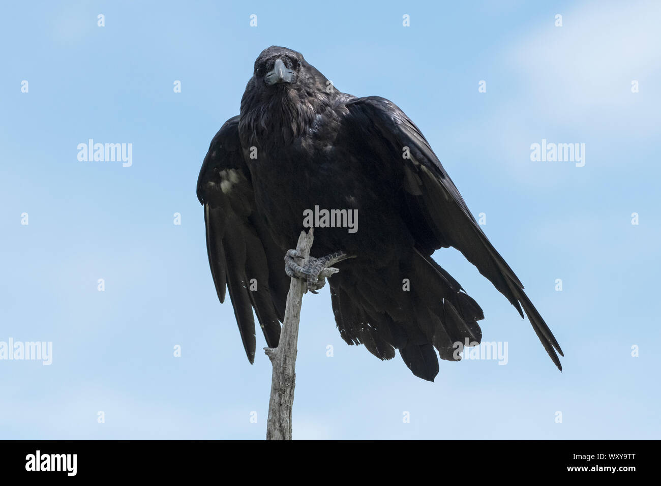 North America; United States; Alaska; Spring; Wildlife; Birds; Corvids ...