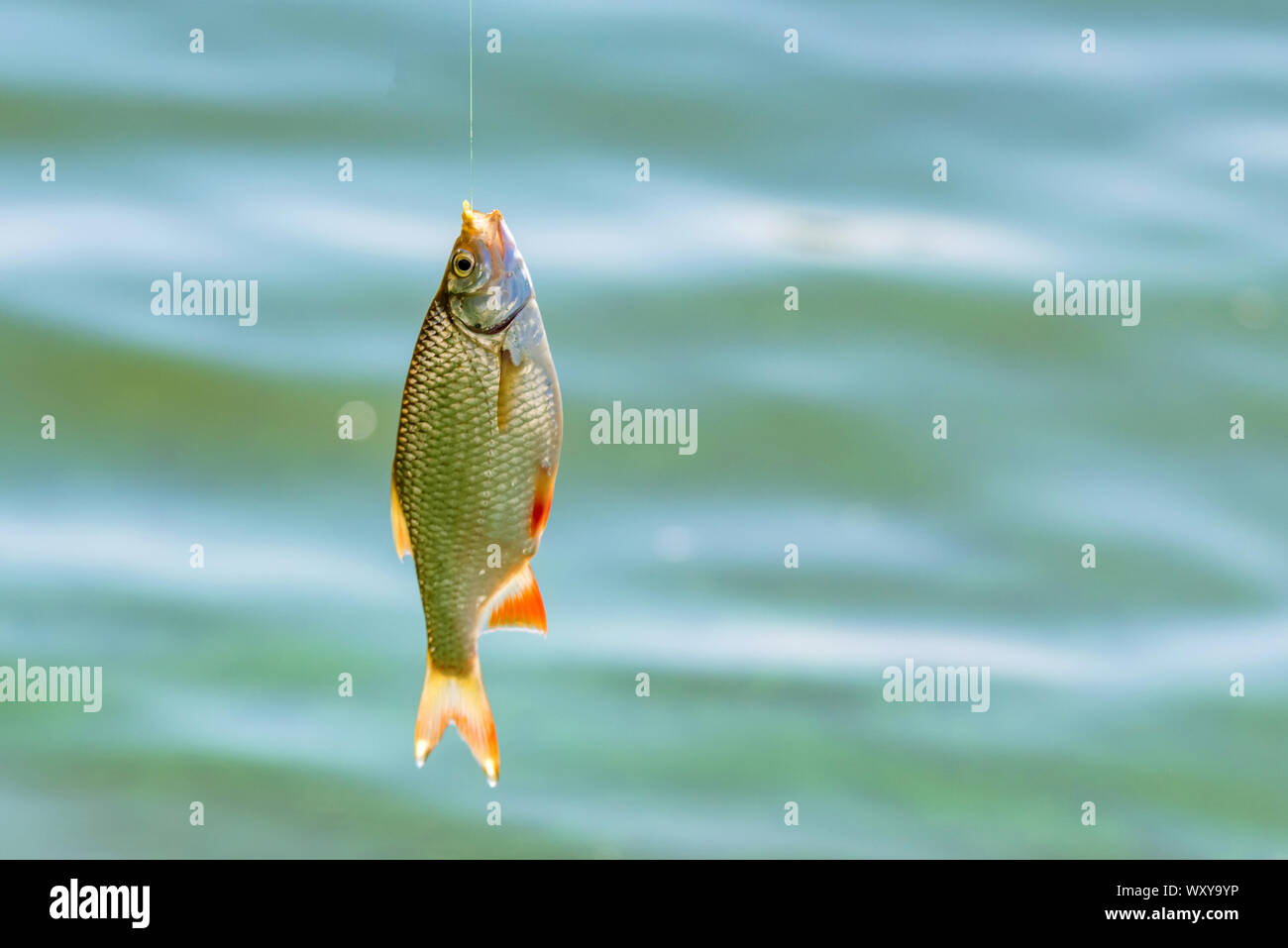 Freshwater fish just taken from the water. Single common rudd fish on ...