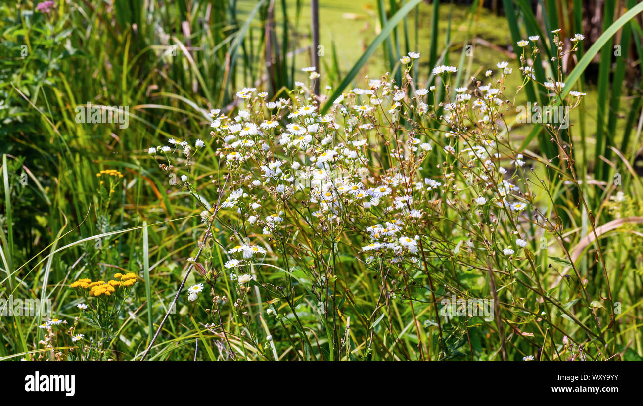 Nature landscape with various wild field flowers Stock Photo - Alamy