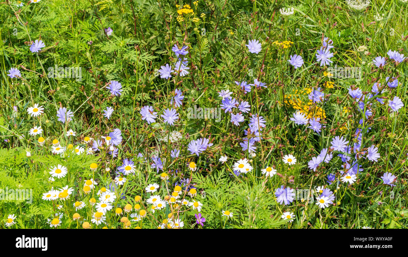 Nature background with various wild field flowers Stock Photo - Alamy