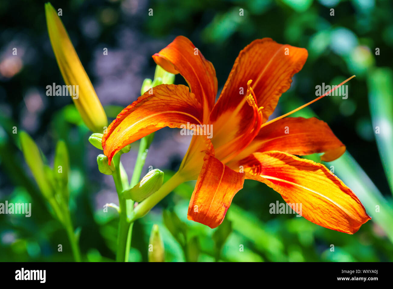 Orange day-lily (hemerocallis fulva) head flower closeup Stock Photo ...