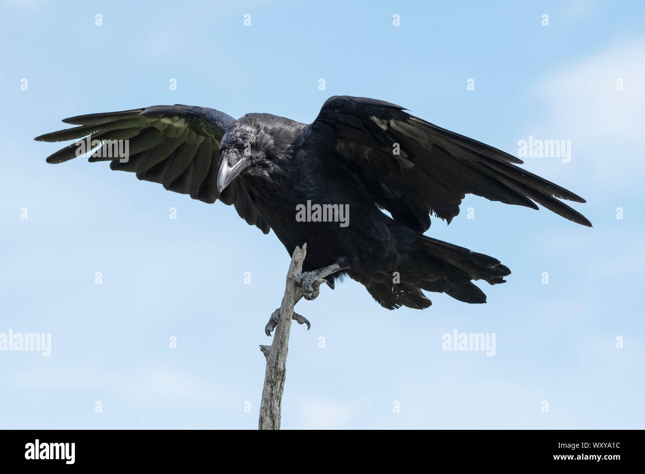 North America; United States; Alaska; Spring; Wildlife; Birds; Corvids ...