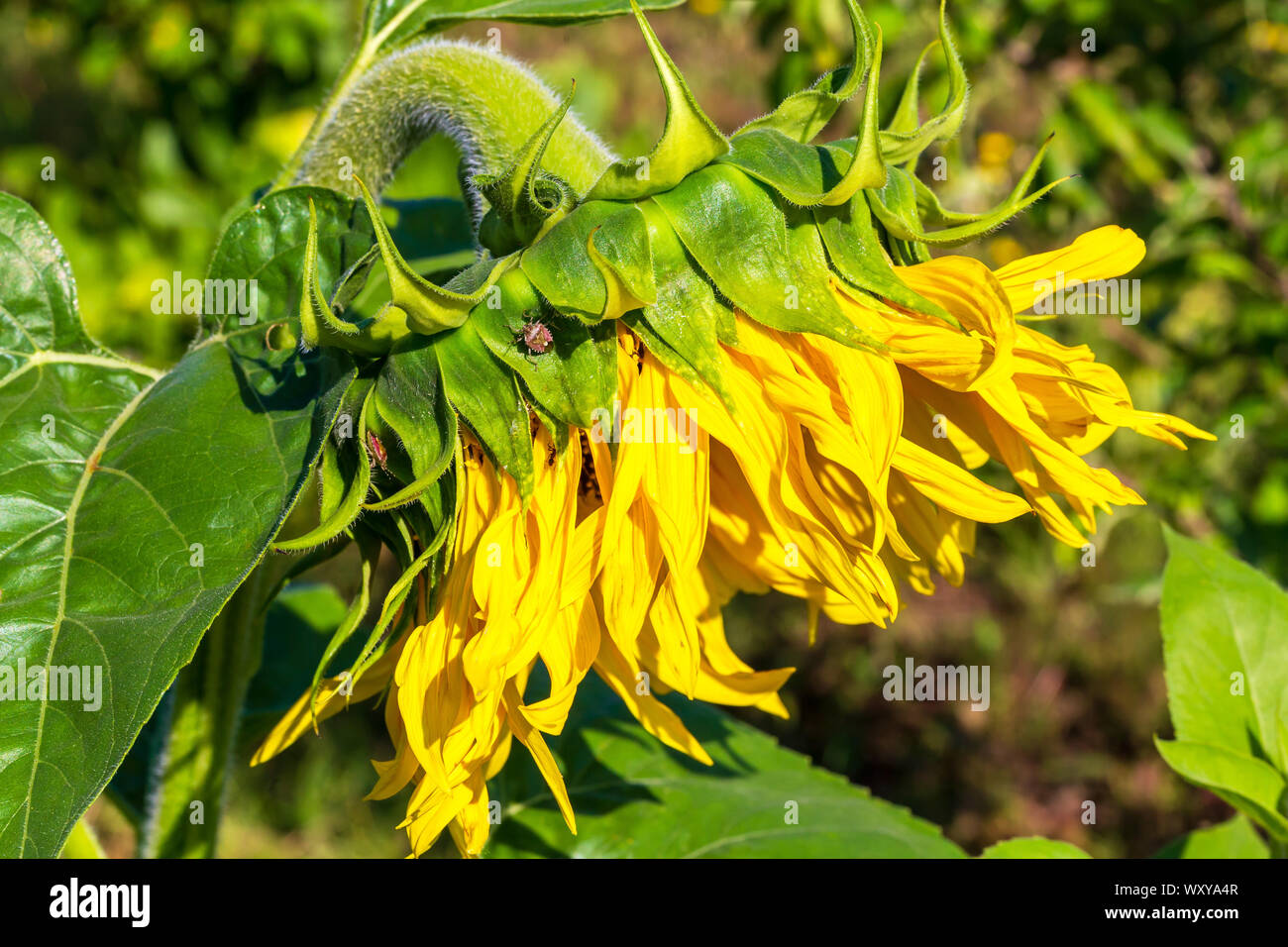 Sunflower head with bugs closeup Stock Photo - Alamy