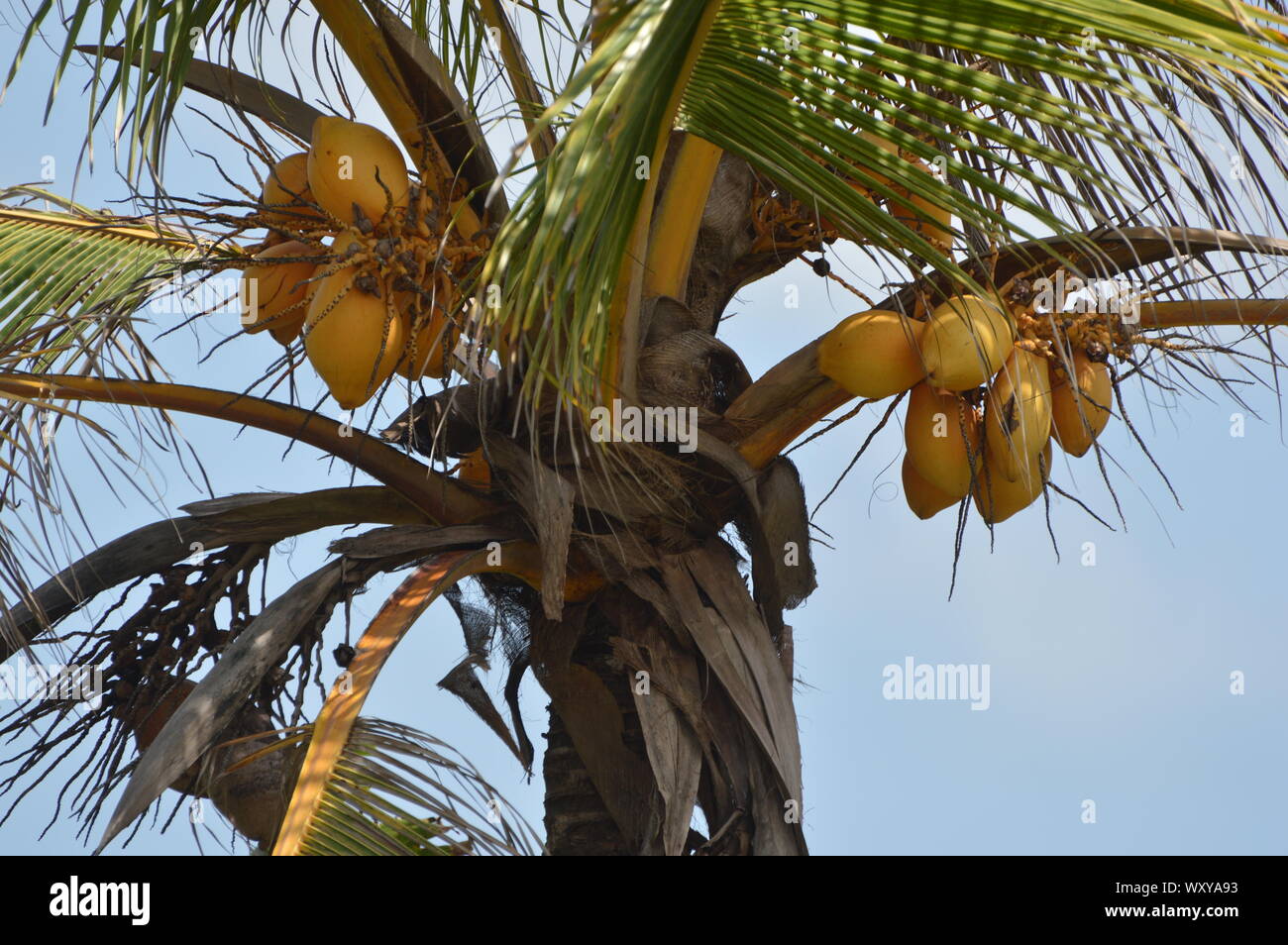 King coconut palm sri lanka hi-res stock photography and images - Alamy