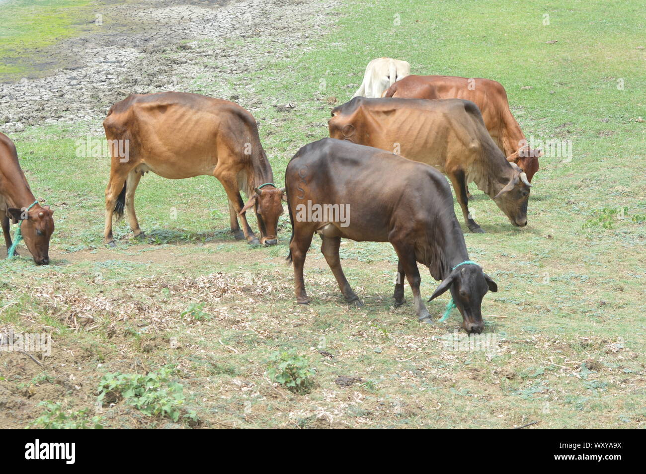 Cow is feed food Stock Photo - Alamy