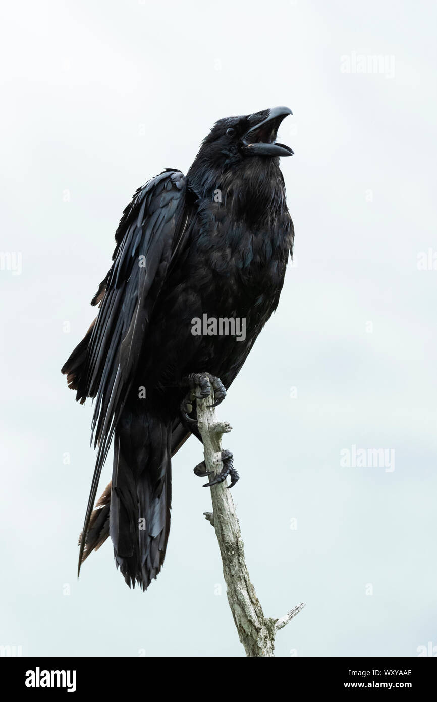 North America; United States; Alaska; Spring; Wildlife; Birds; Corvids ...