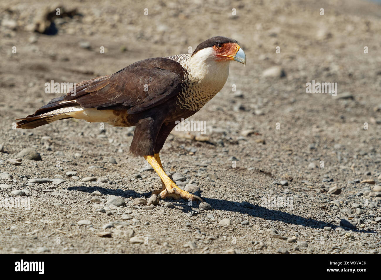 Family falconidae hi-res stock photography and images - Alamy
