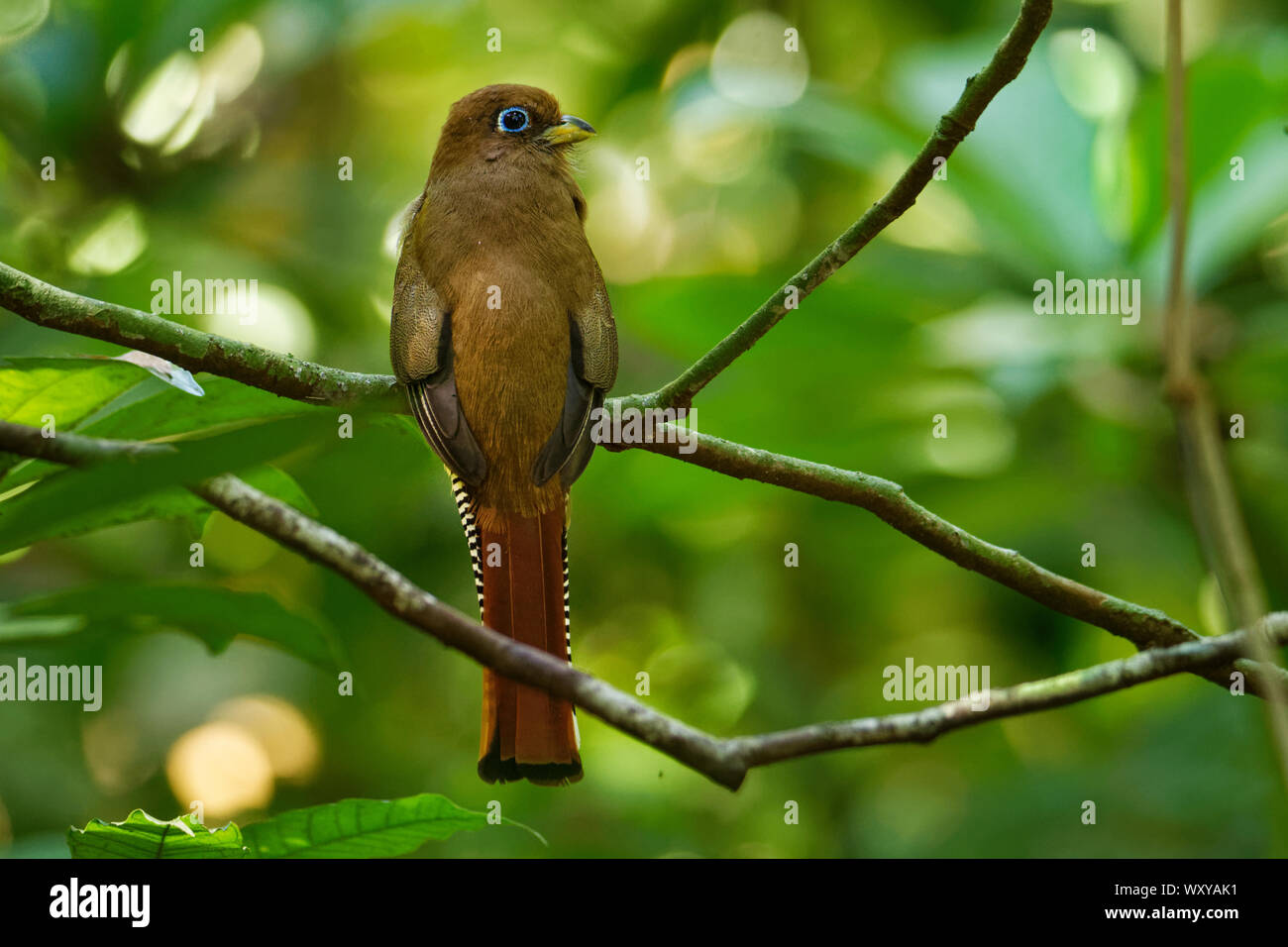 Trogon rufus - Black-throated Trogon, also yellow-bellied trogon, near ...