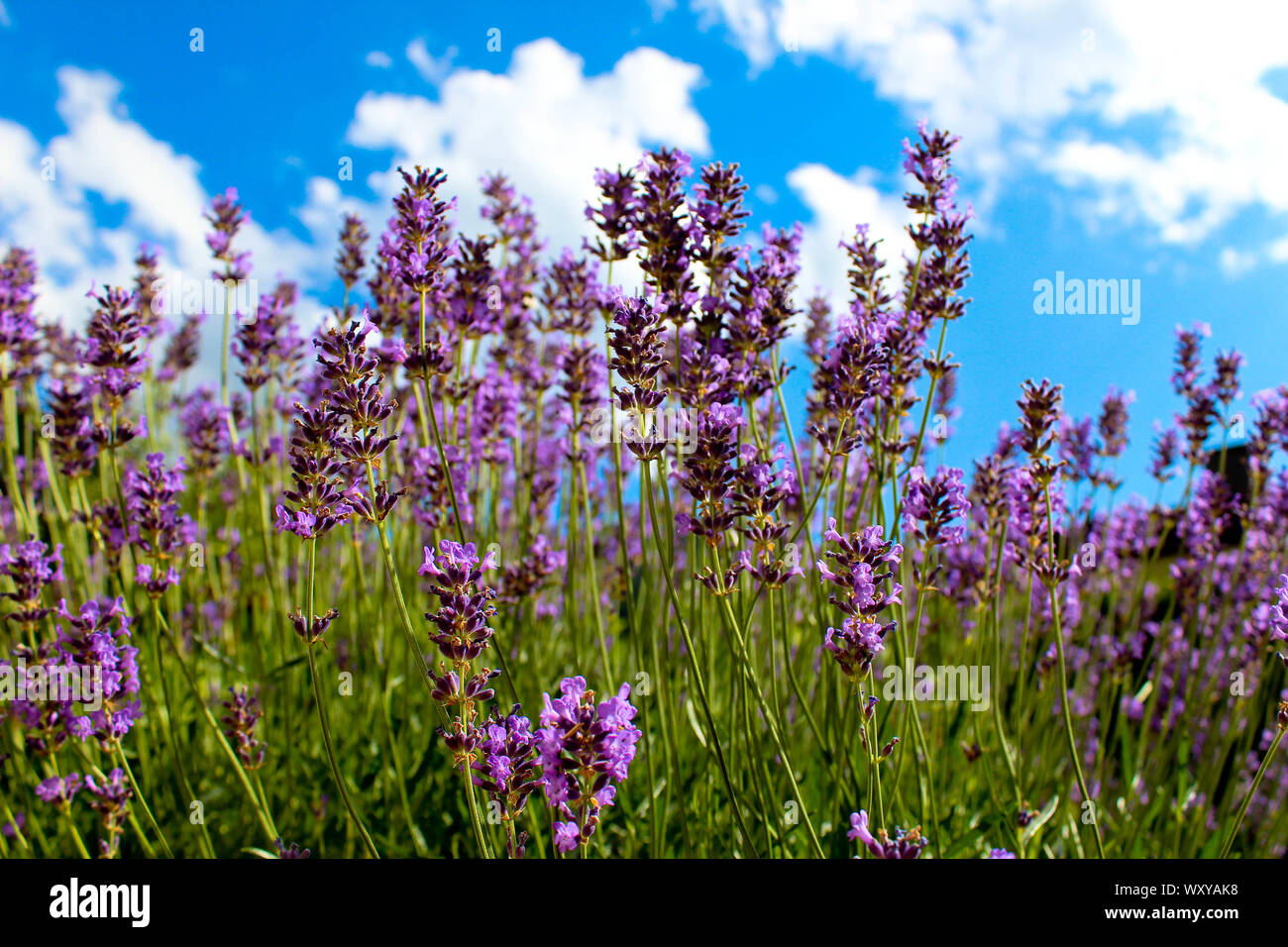 Lila Himmel High Resolution Stock Photography and Images - Alamy