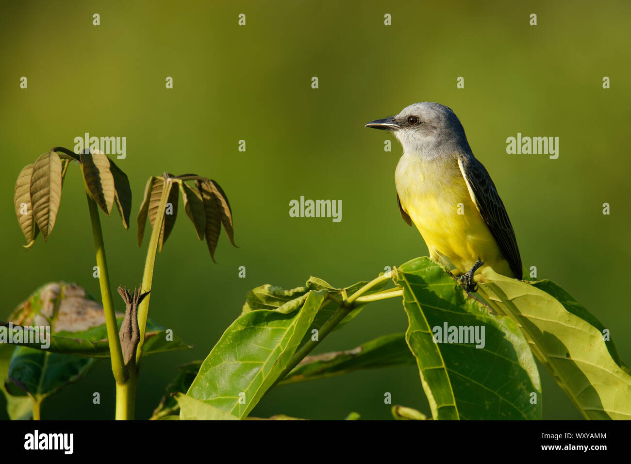 Tropical Kingbird - Tyrannus melancholicus large tyrant flycatcher, breeds from Arizona, Texas ...