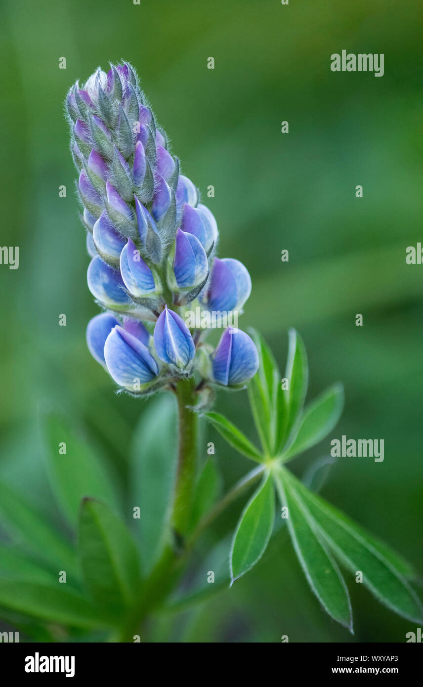 North America; United States; Alaska; Portage Valley; Spring ...