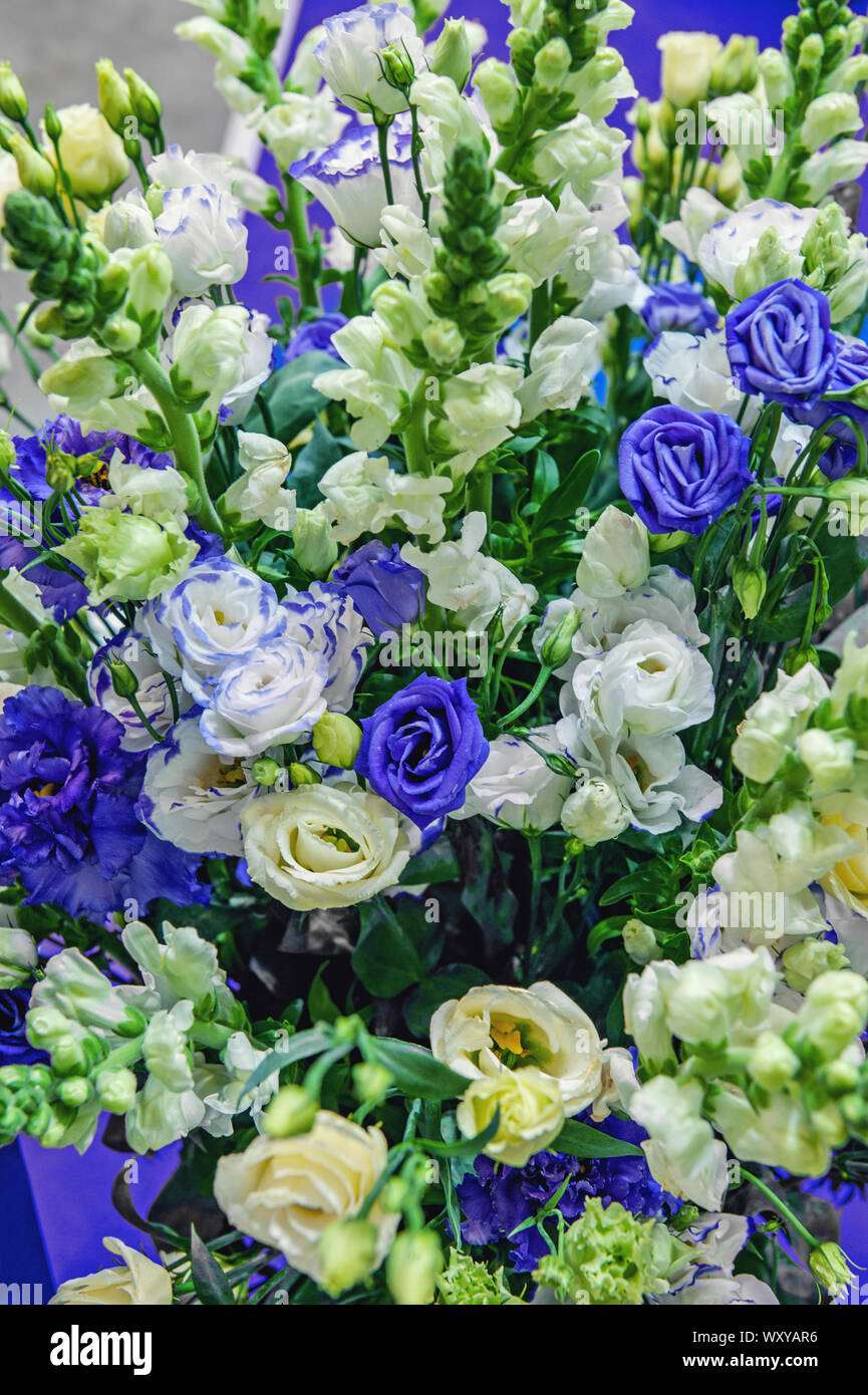 Beautiful bouquet of white, blue and two-tone eustoma close-up ...