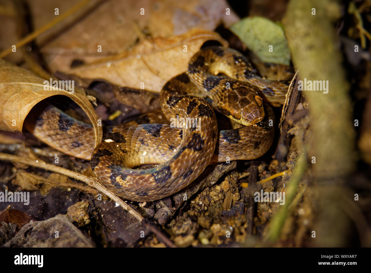 Rain forest serpent hi-res stock photography and images - Alamy
