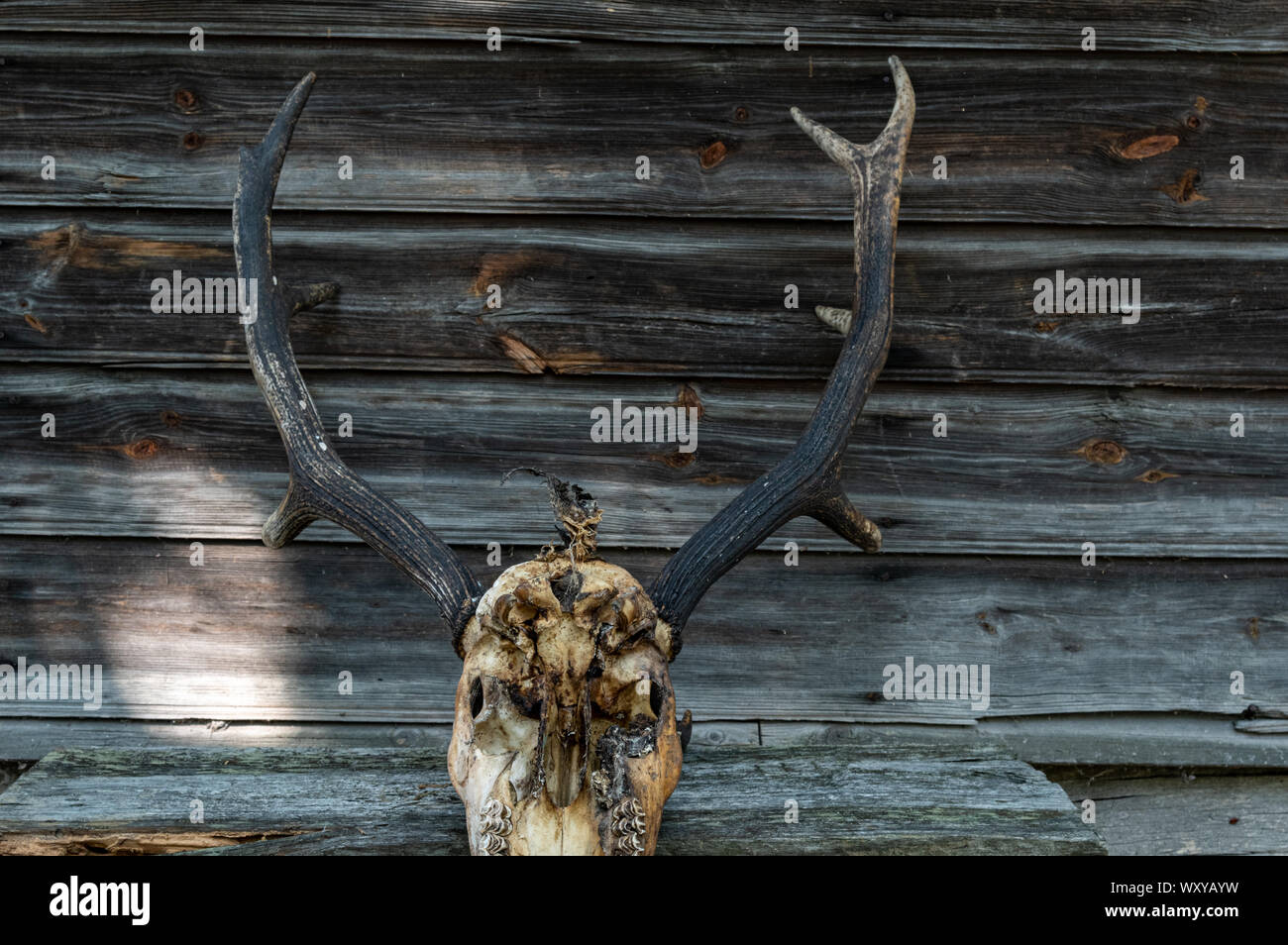 Deer horns rear view. Butting deer. Deer horns in a defense or attack ...