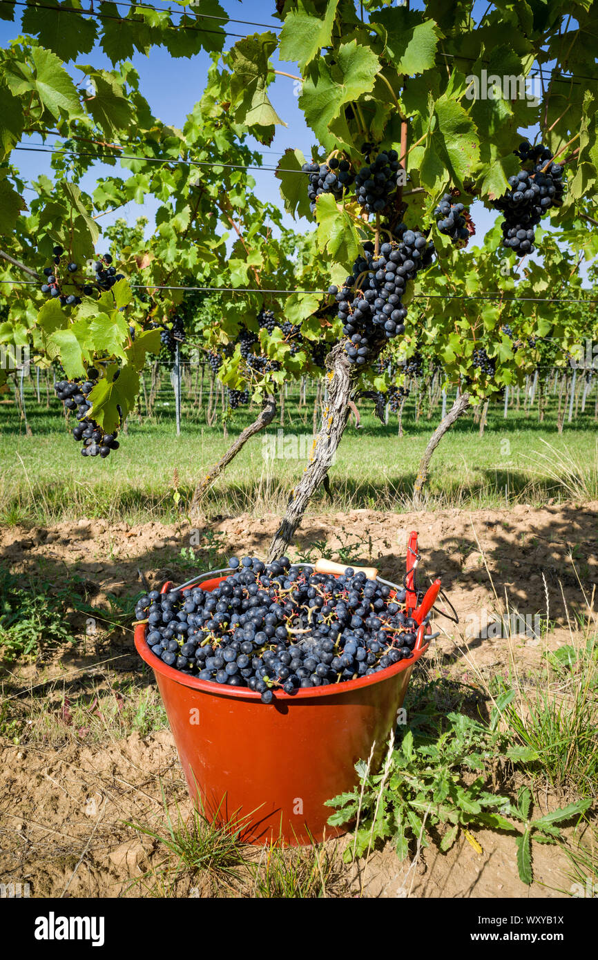 Vat of grapes hi-res stock photography and images - Alamy