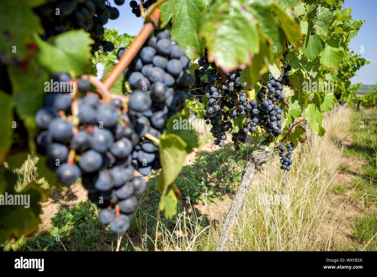 Regent wine grapes on a vine in organic vineyard Stock Photo - Alamy