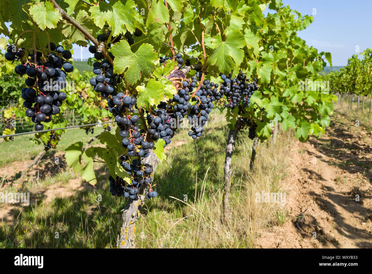 Organic winemaking hi-res stock photography and images - Alamy