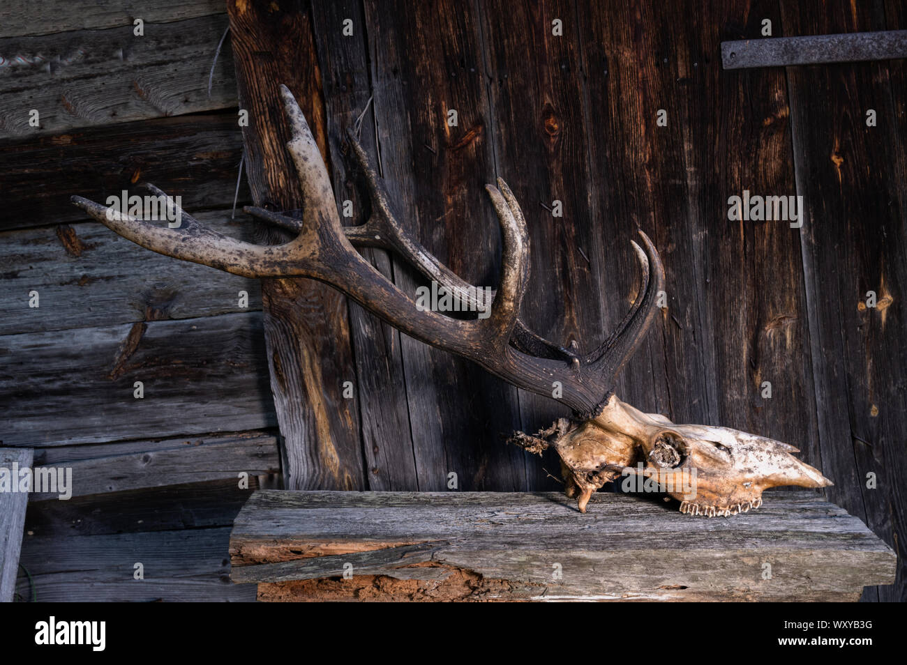 Deer head with horns. Side view of a deer skull. Deer head side view ...