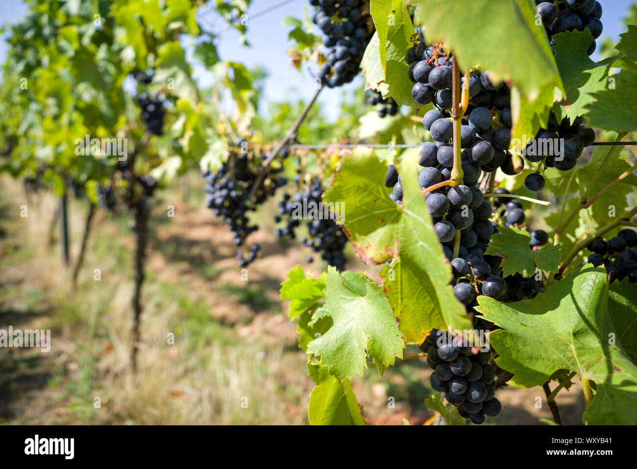 Organic winemaking hi-res stock photography and images - Alamy