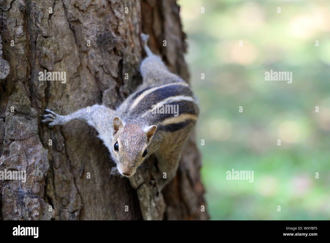 Striped squirrel hi-res stock photography and images - Alamy