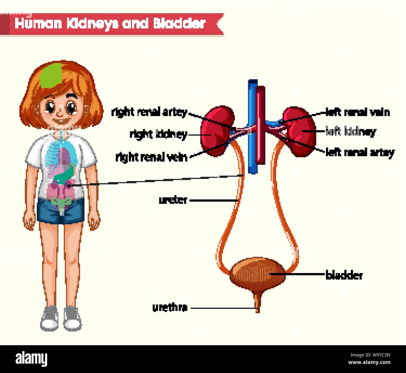 Female Bladder Stock Vector Images - Alamy