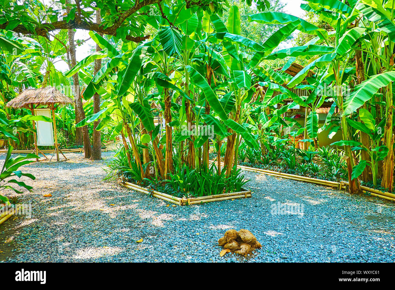 Walk the shady alley with growing banana palms in Poopoopaper park ...