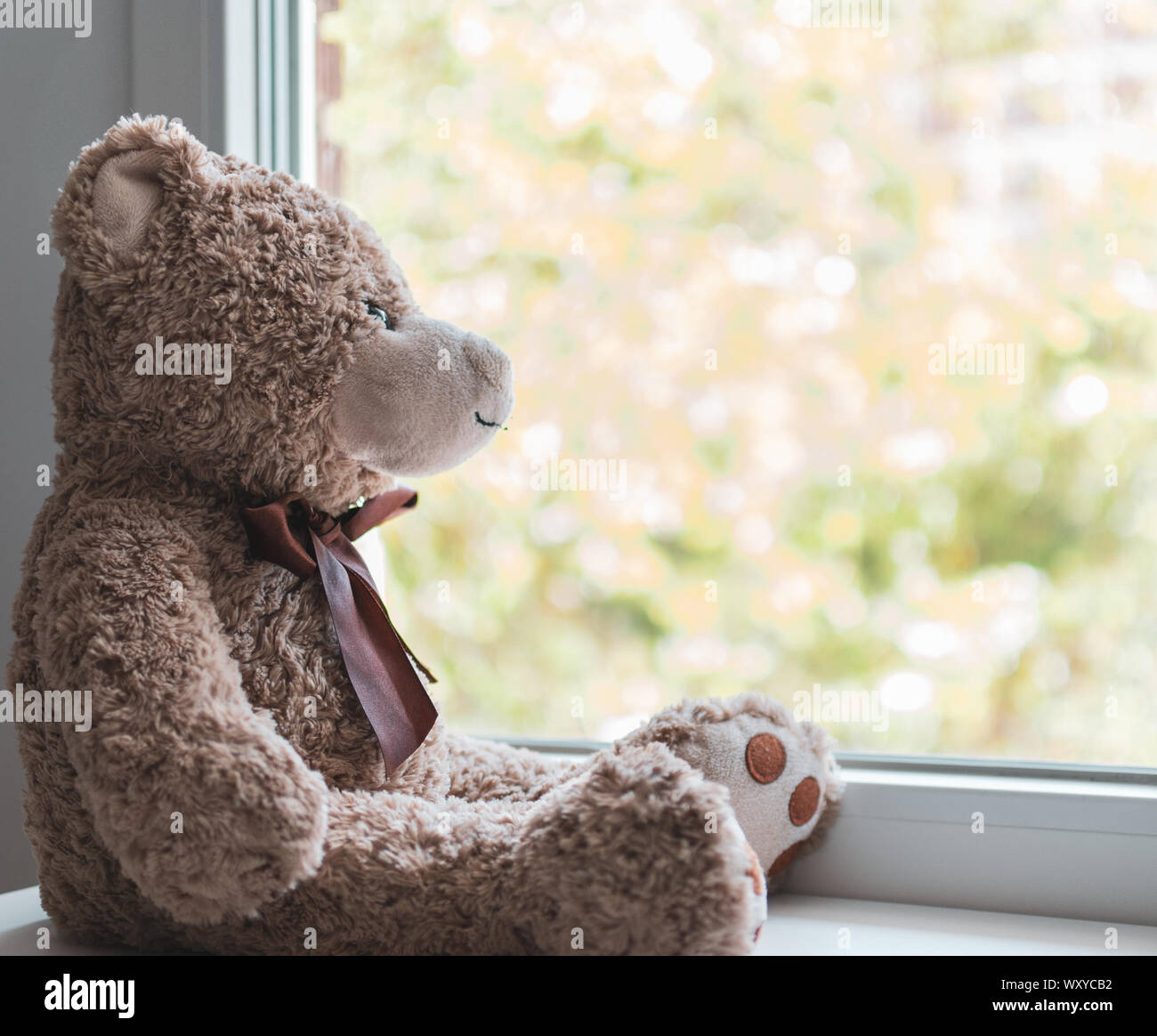 A brown teddy bear looking out through a window Stock Photo - Alamy