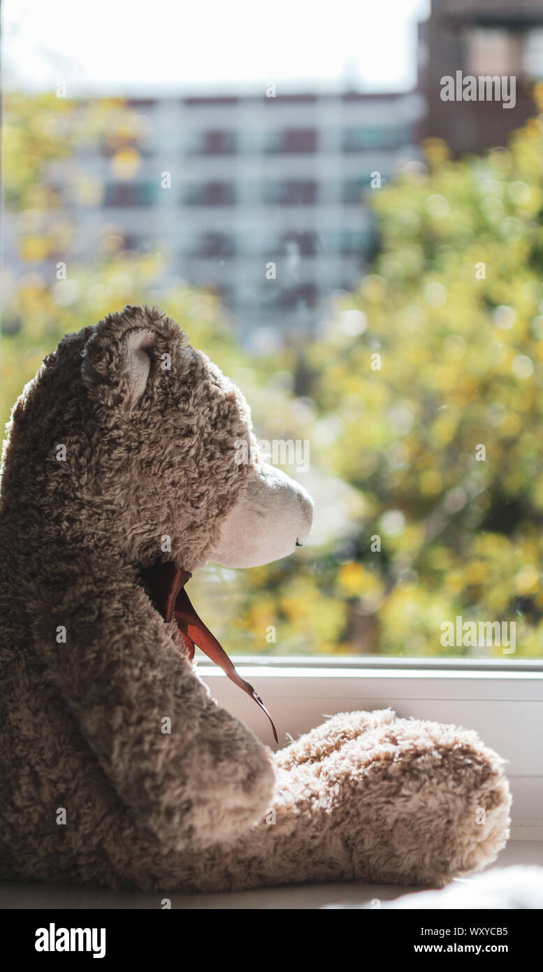Detail of a brown teddy bear looking out through a window Stock Photo ...