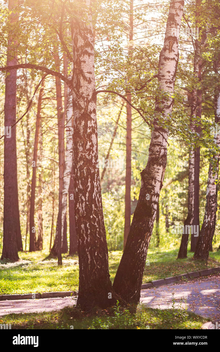 Beautiful summer forest with different trees, natural peaceful scene ...