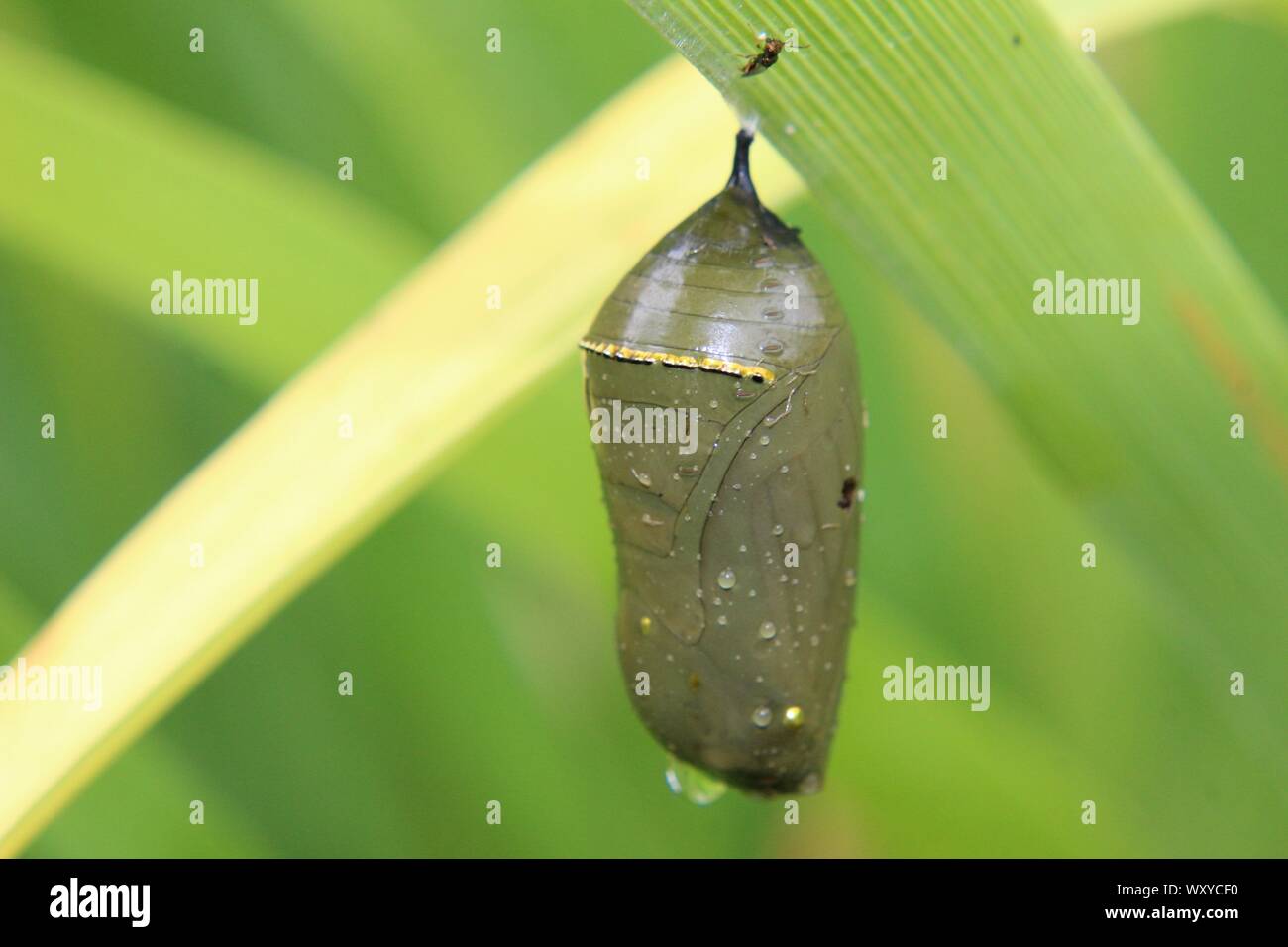 Monarch butterfly cocoon hi-res stock photography and images - Alamy