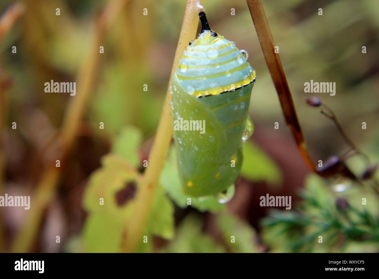 A Newly Formed Monarch Chrysalis Hanging From A Flower Stalk Stock ...