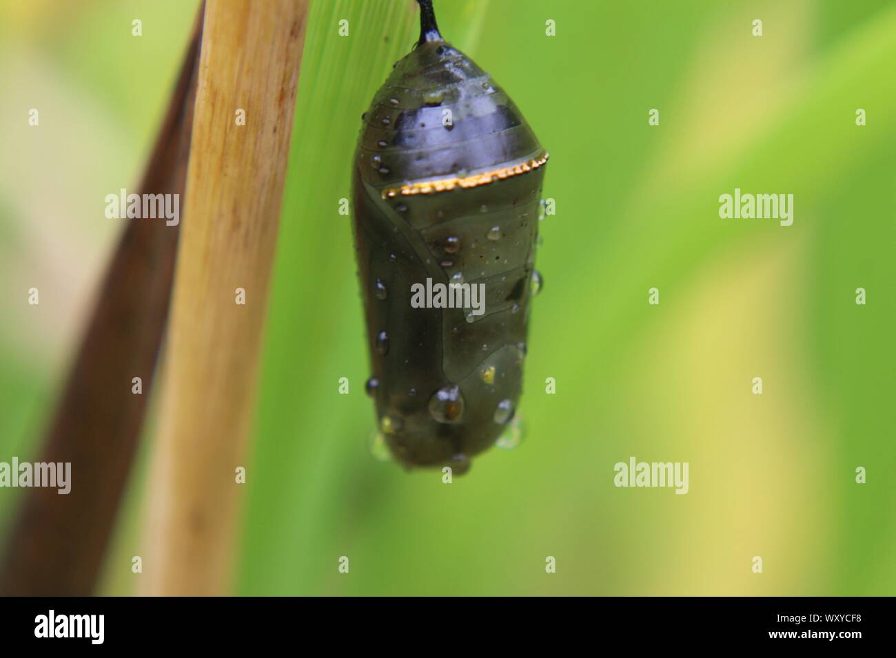 Chrysalis gold hi-res stock photography and images - Alamy