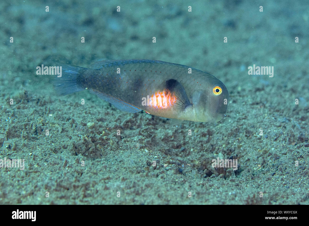 Red eyed wrasse hi-res stock photography and images - Alamy