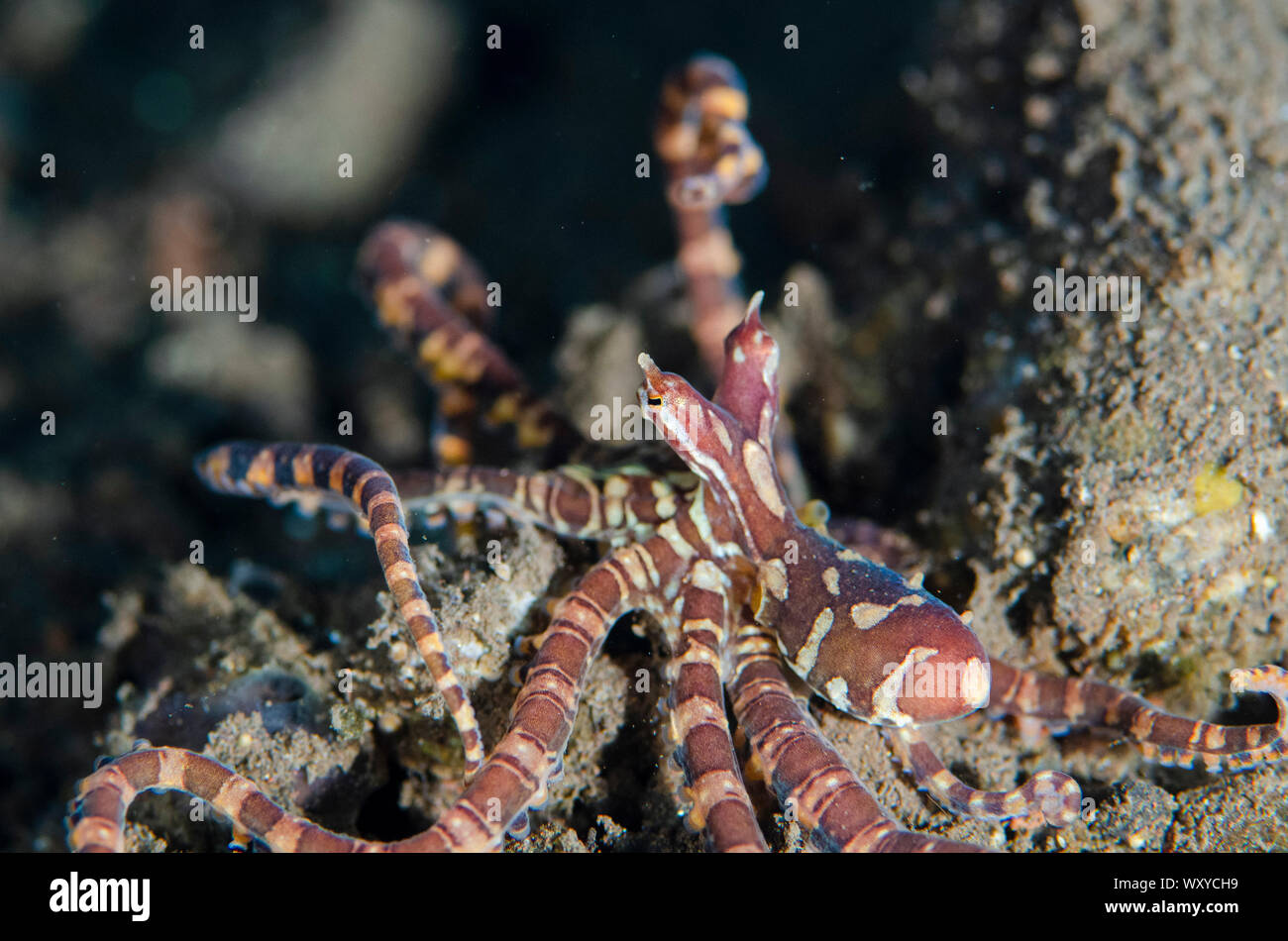 Wunderpus Octopus, Octopus photogenicus, raising tentacles, Segara dive ...