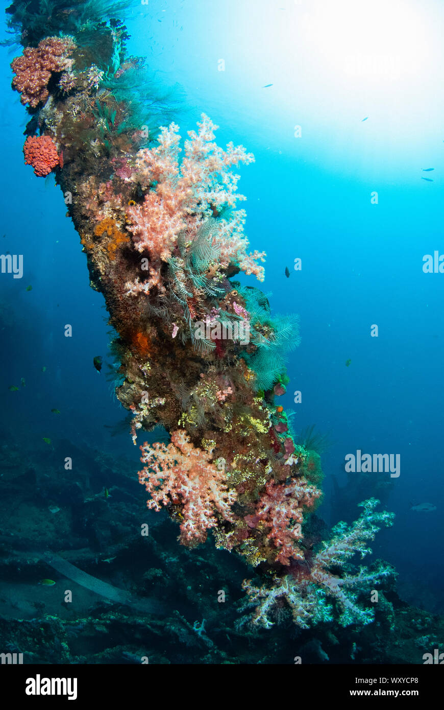 Coral-covered turret, with sun in background, Liberty Wreck dive site ...