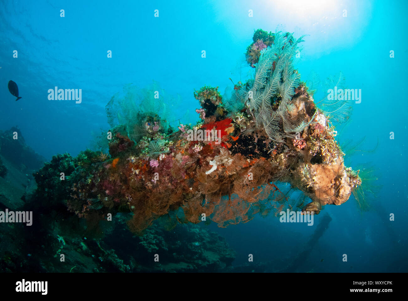 Coral-covered turret, with sun in background, Liberty Wreck dive site ...