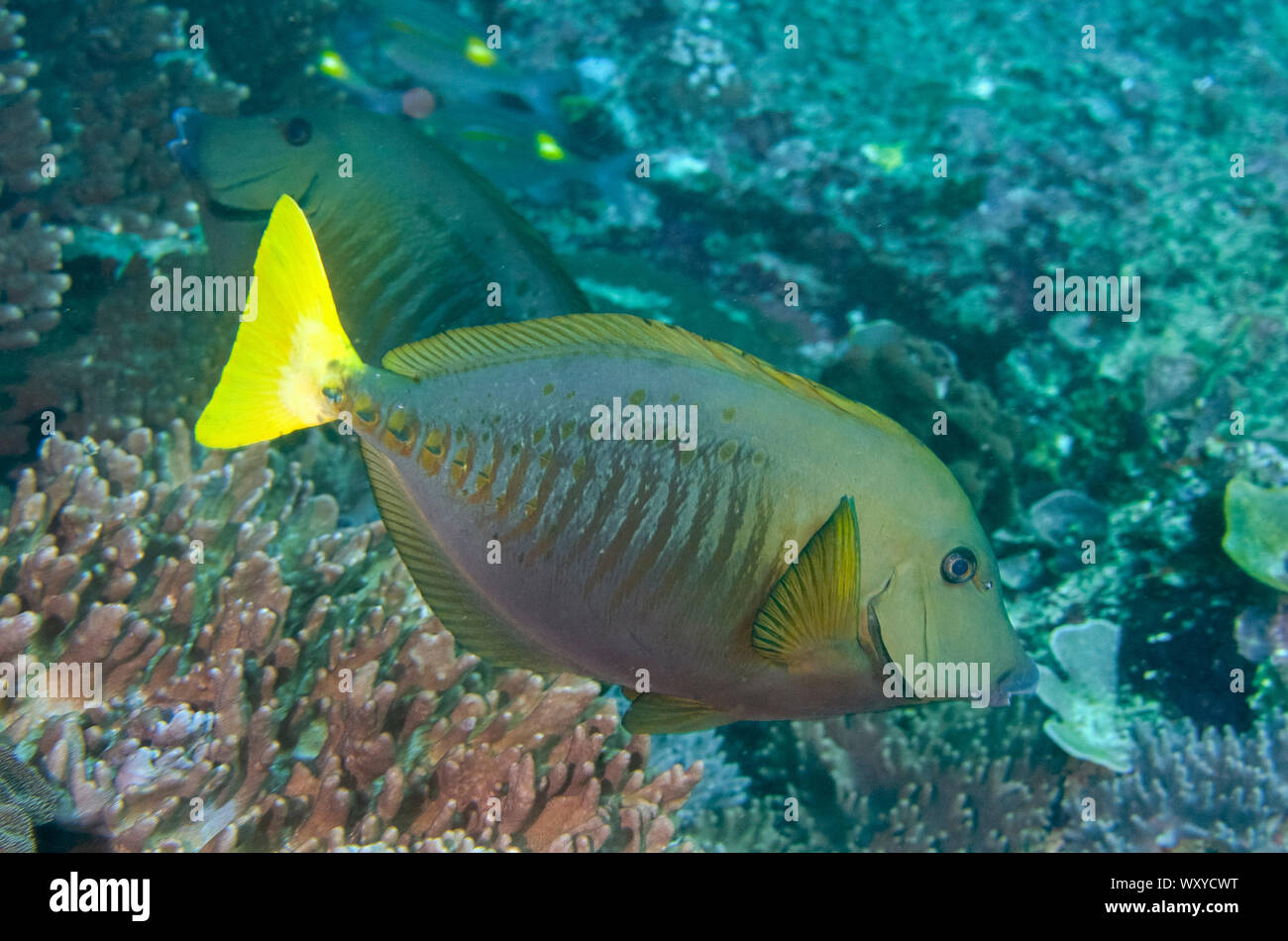 Yellowtail Sawtail, Prionurus chrysurus, Manta Alley dive site, Padar ...
