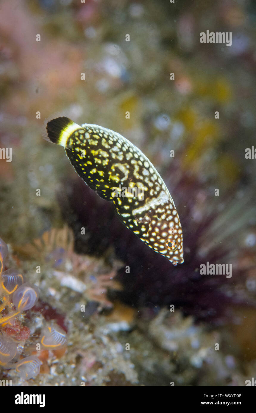 Lined Wrasse, Anampses lineatus, juvenile, Rusak Gigi dive site, Padar ...