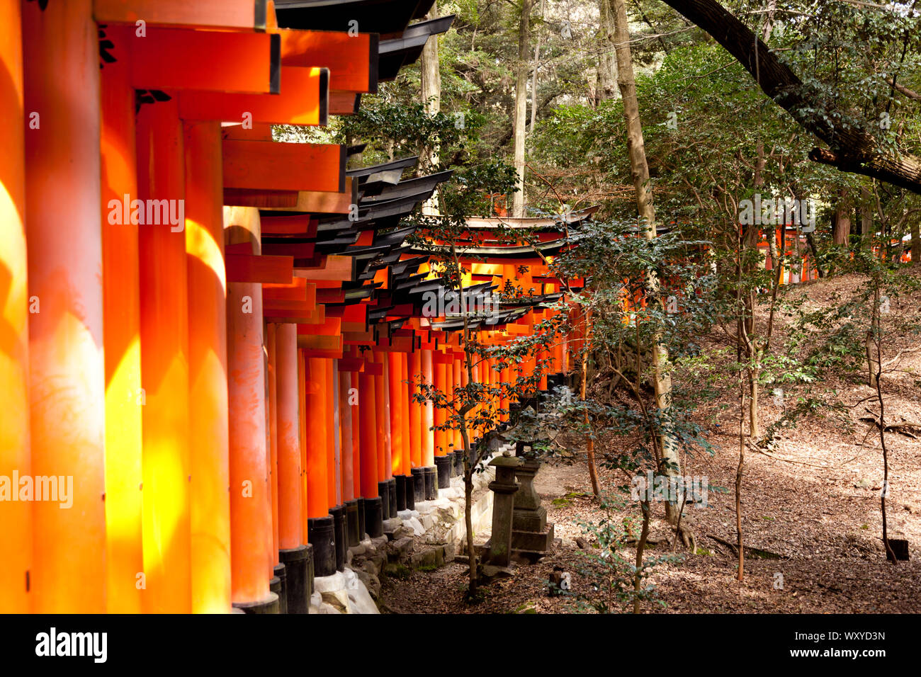 The 1000 Torrii gates of theFushimi Inari shinto shrine Stock Photo - Alamy