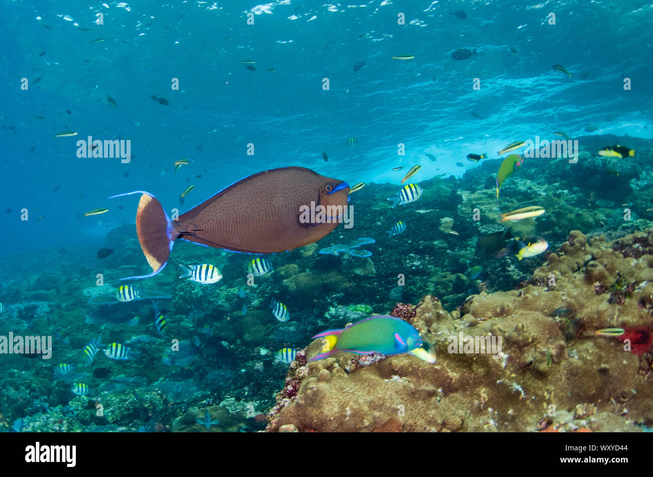 Marine wrasse moon hi-res stock photography and images - Alamy
