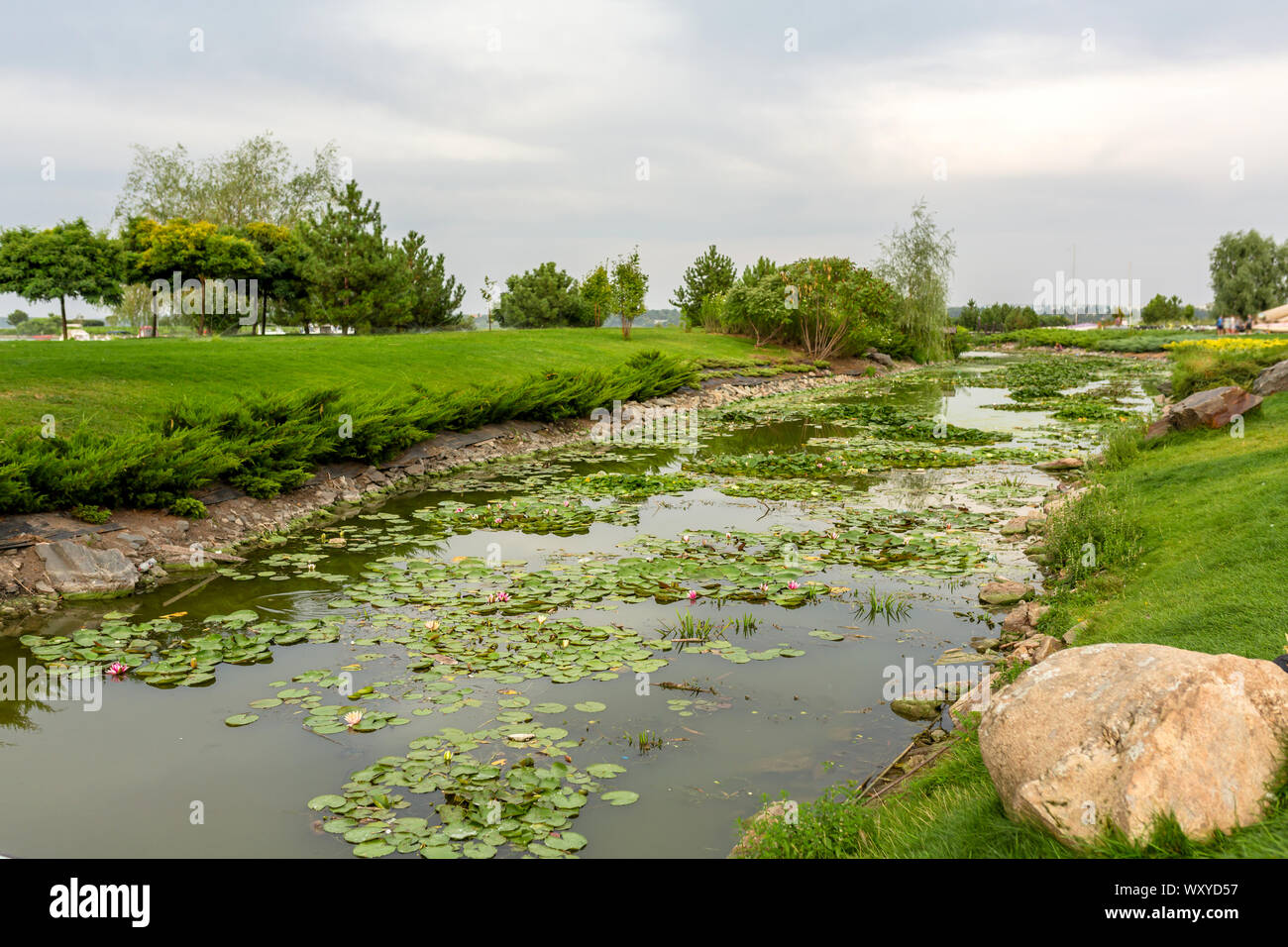 A narrow river channel in which a lotus blooms. Around the green lawns ...