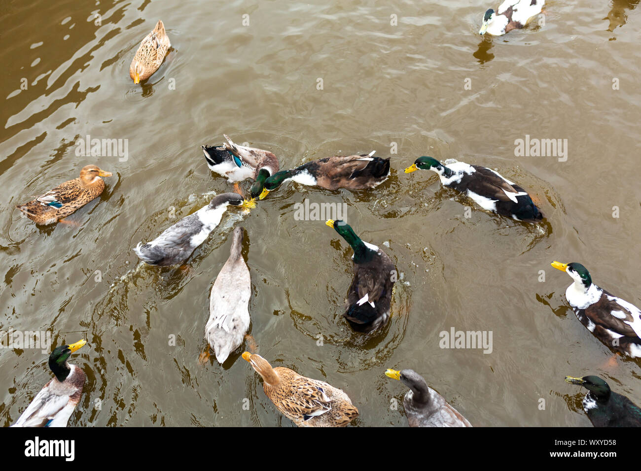 Many ducks swim in the water. Animals in a city park Stock Photo - Alamy