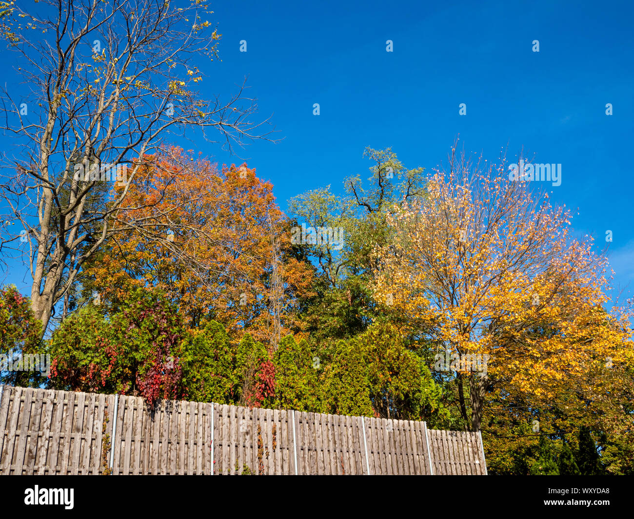 trees with full fall color foliage in autumn Stock Photo - Alamy