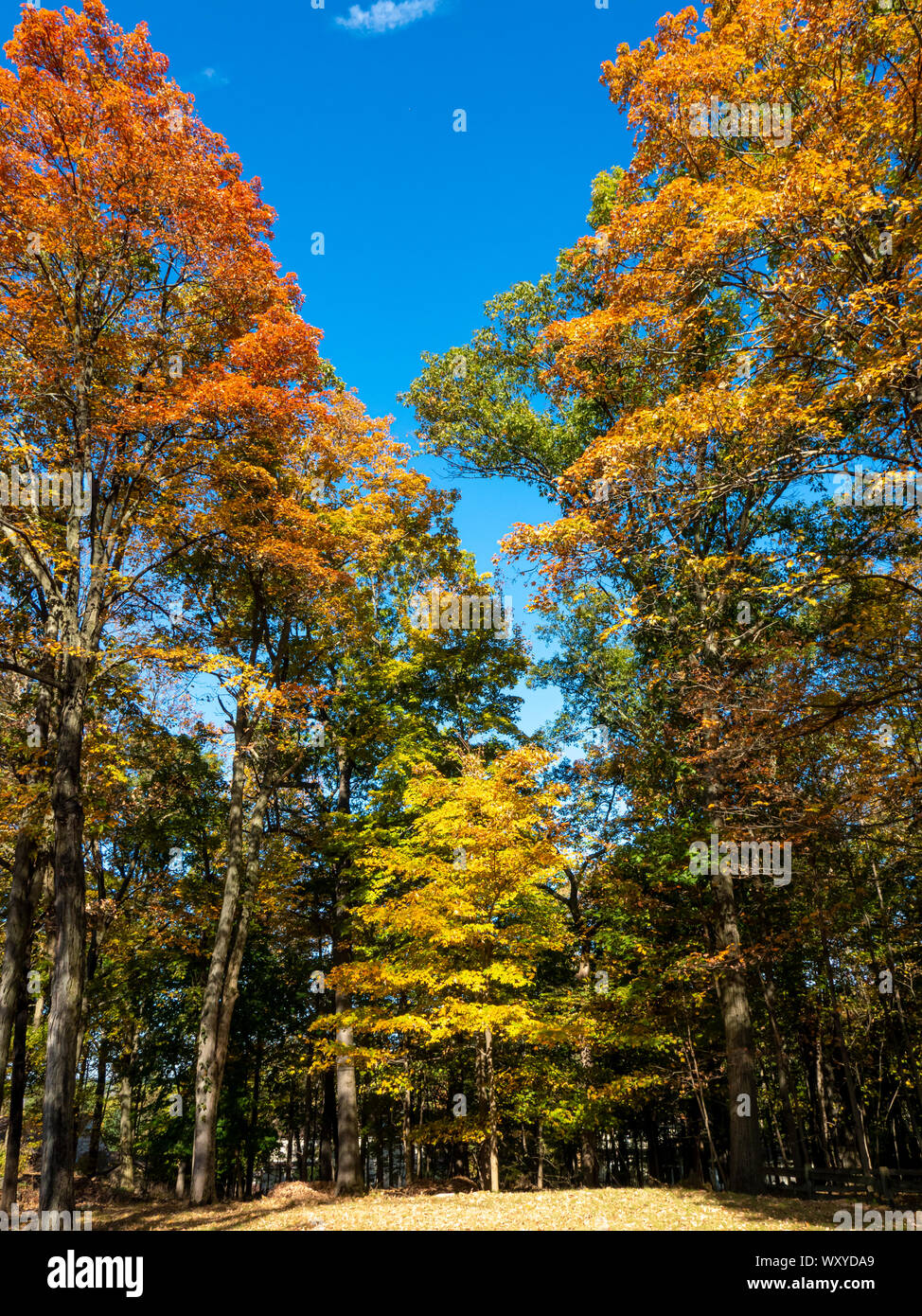 trees with full fall color foliage in autumn Stock Photo - Alamy