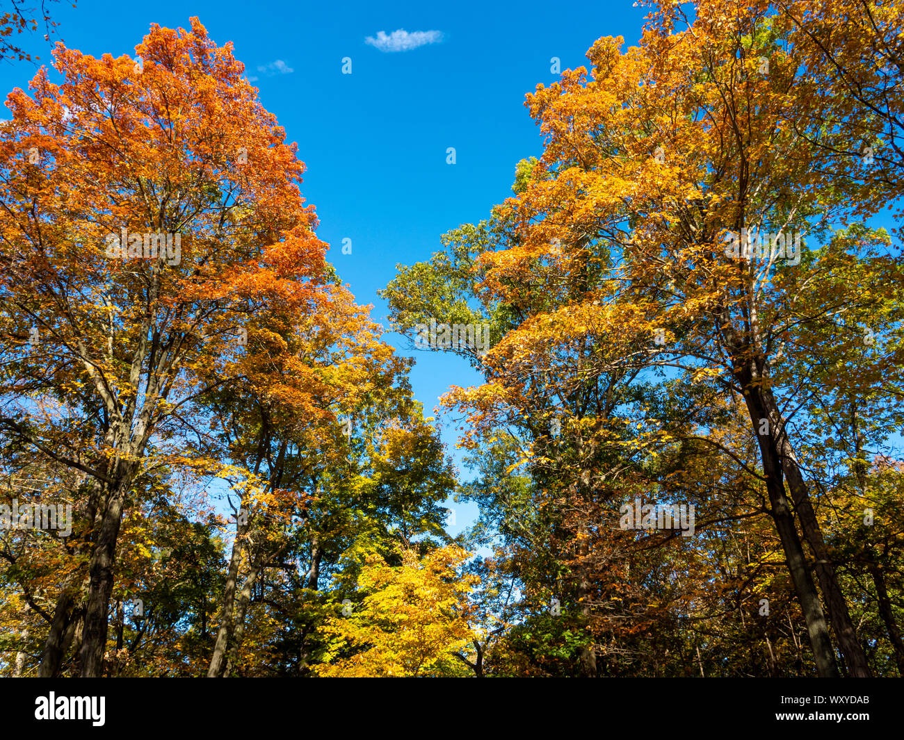 trees with full fall color foliage in autumn Stock Photo - Alamy