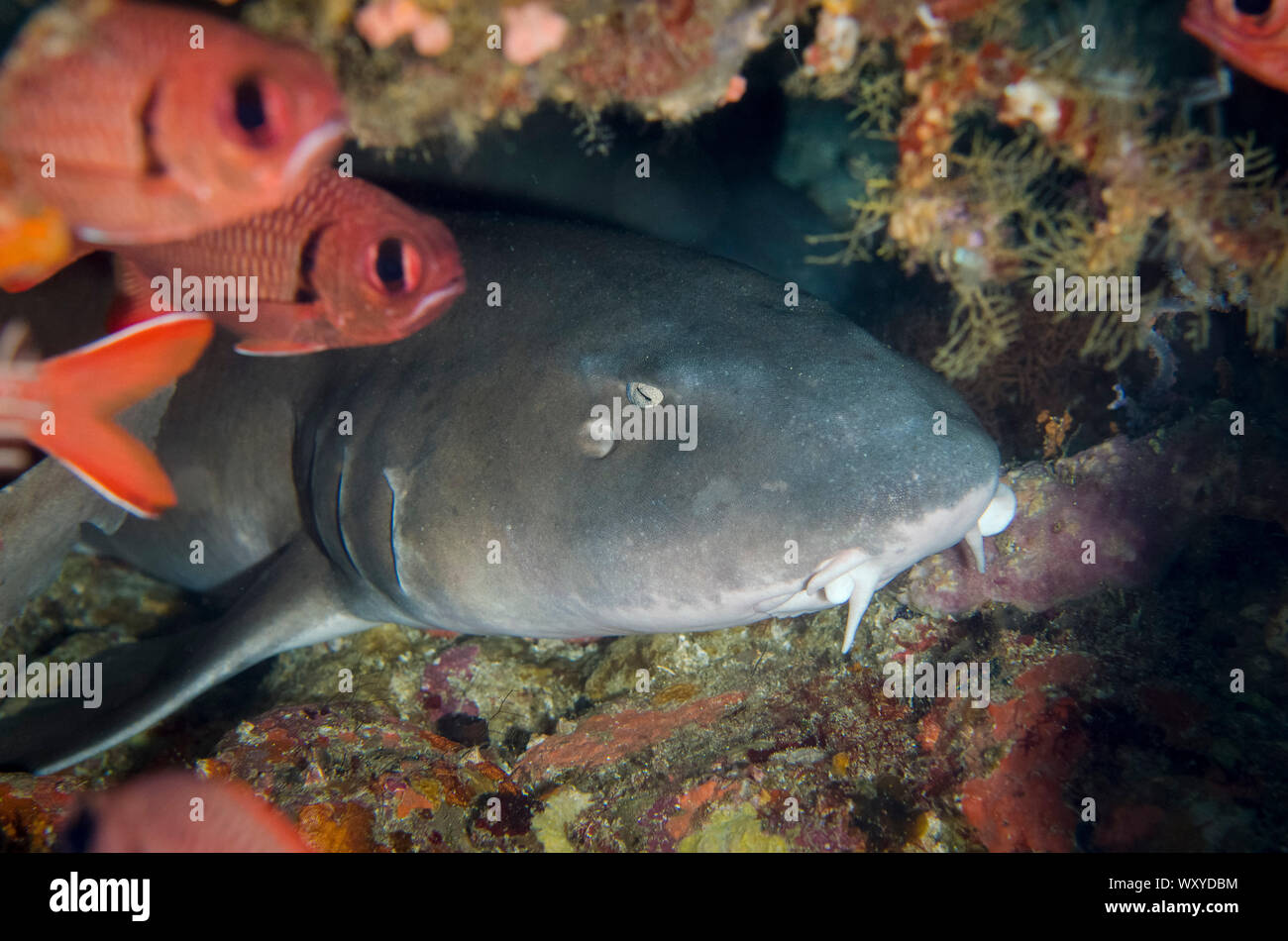 White-tip Reef Shark, Triaenodon obesus, in hole under coral ledge with ...